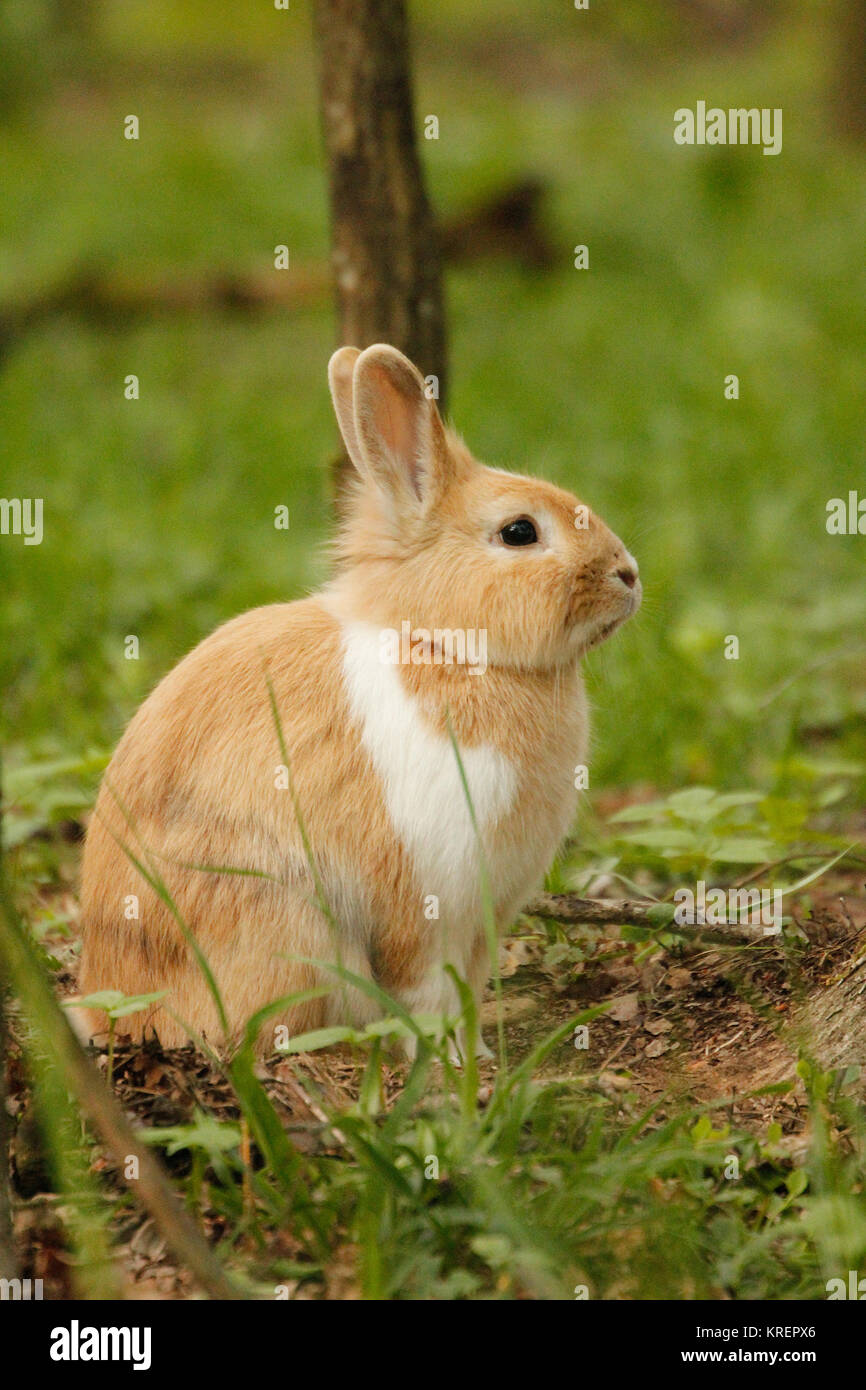 Hare in the forest hi-res stock photography and images - Alamy