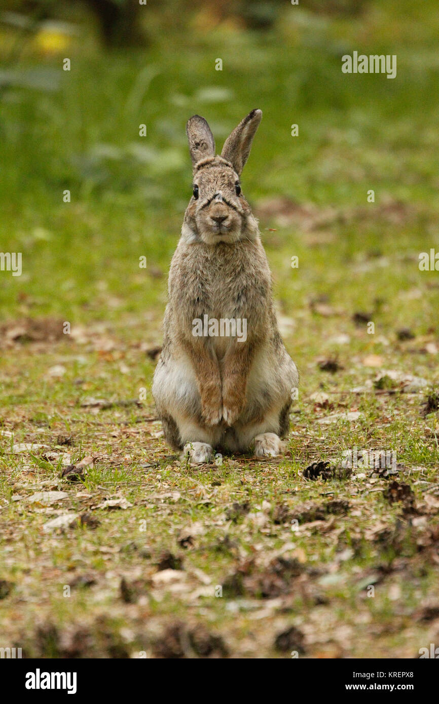 hare outdoors in the forest Stock Photo - Alamy