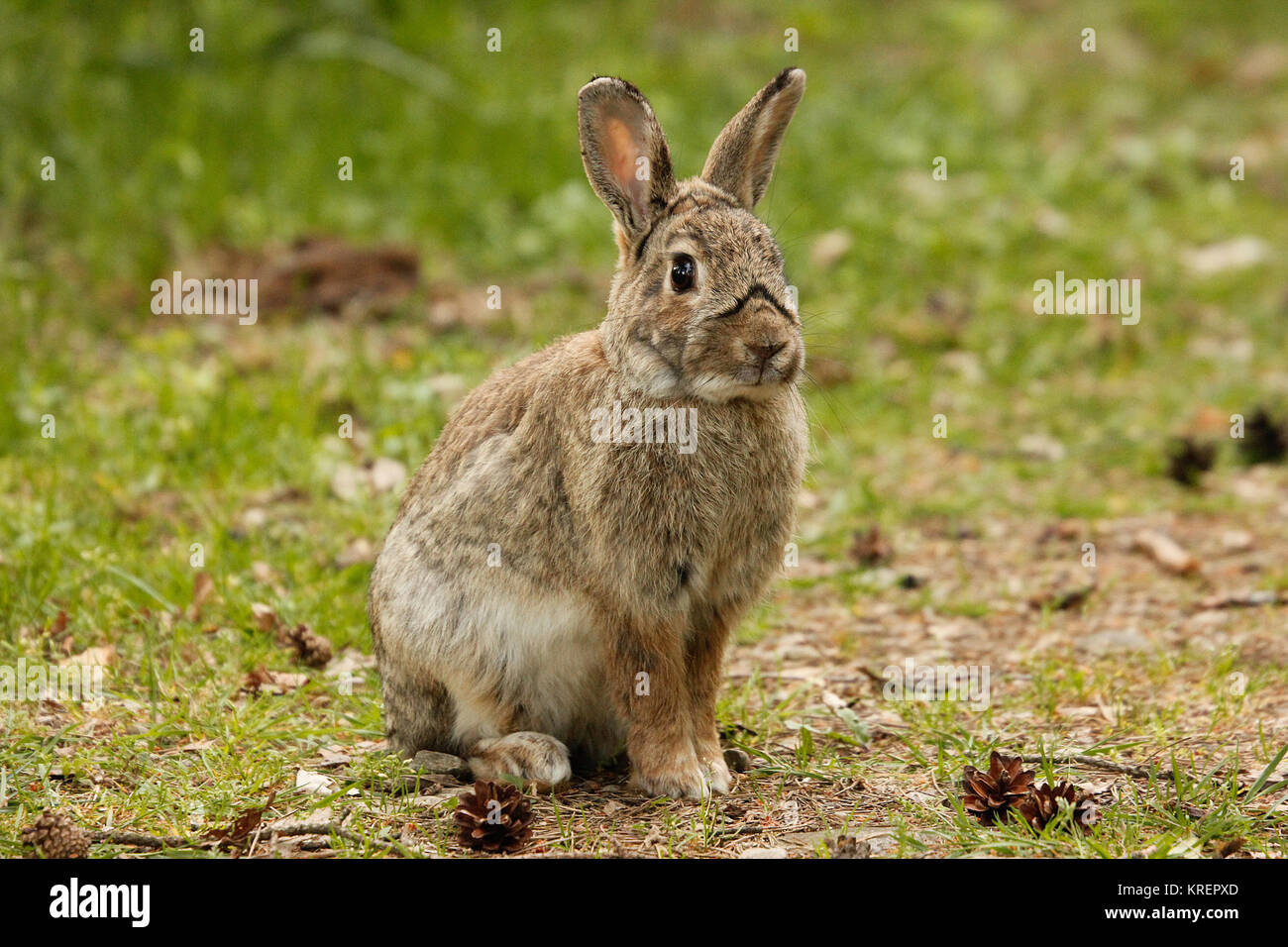 hare outdoors in the forest Stock Photo - Alamy