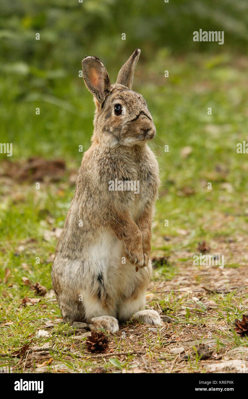 hare outdoors in the forest Stock Photo - Alamy