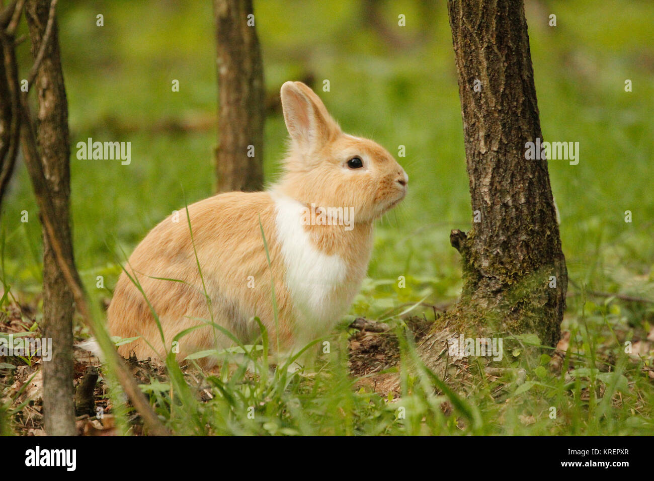 hare outdoors in the forest Stock Photo - Alamy