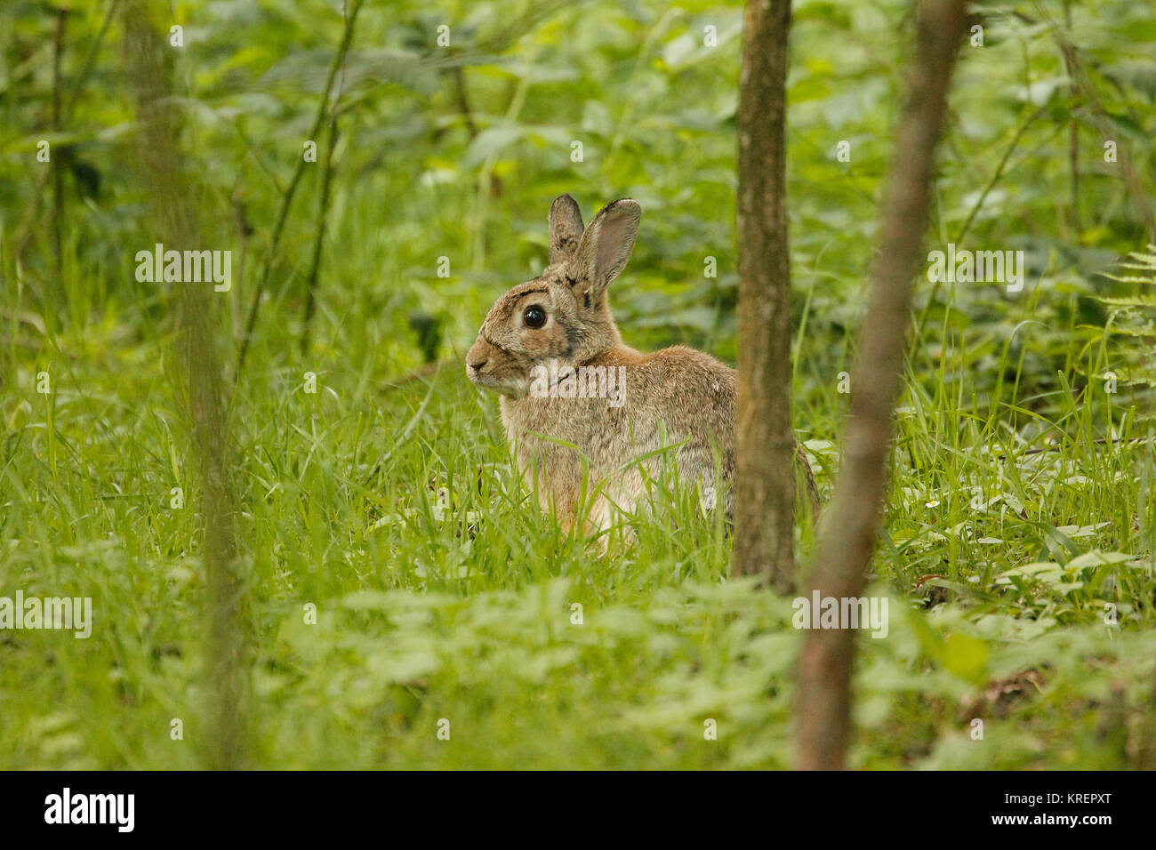hare outdoors in the forest Stock Photo - Alamy