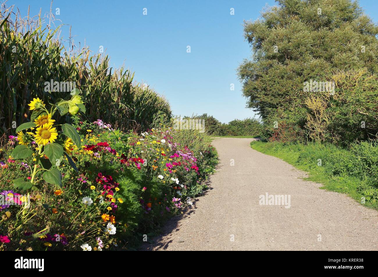 island fehmarn,dike landscape between westerbergen and lemkenhafen ...