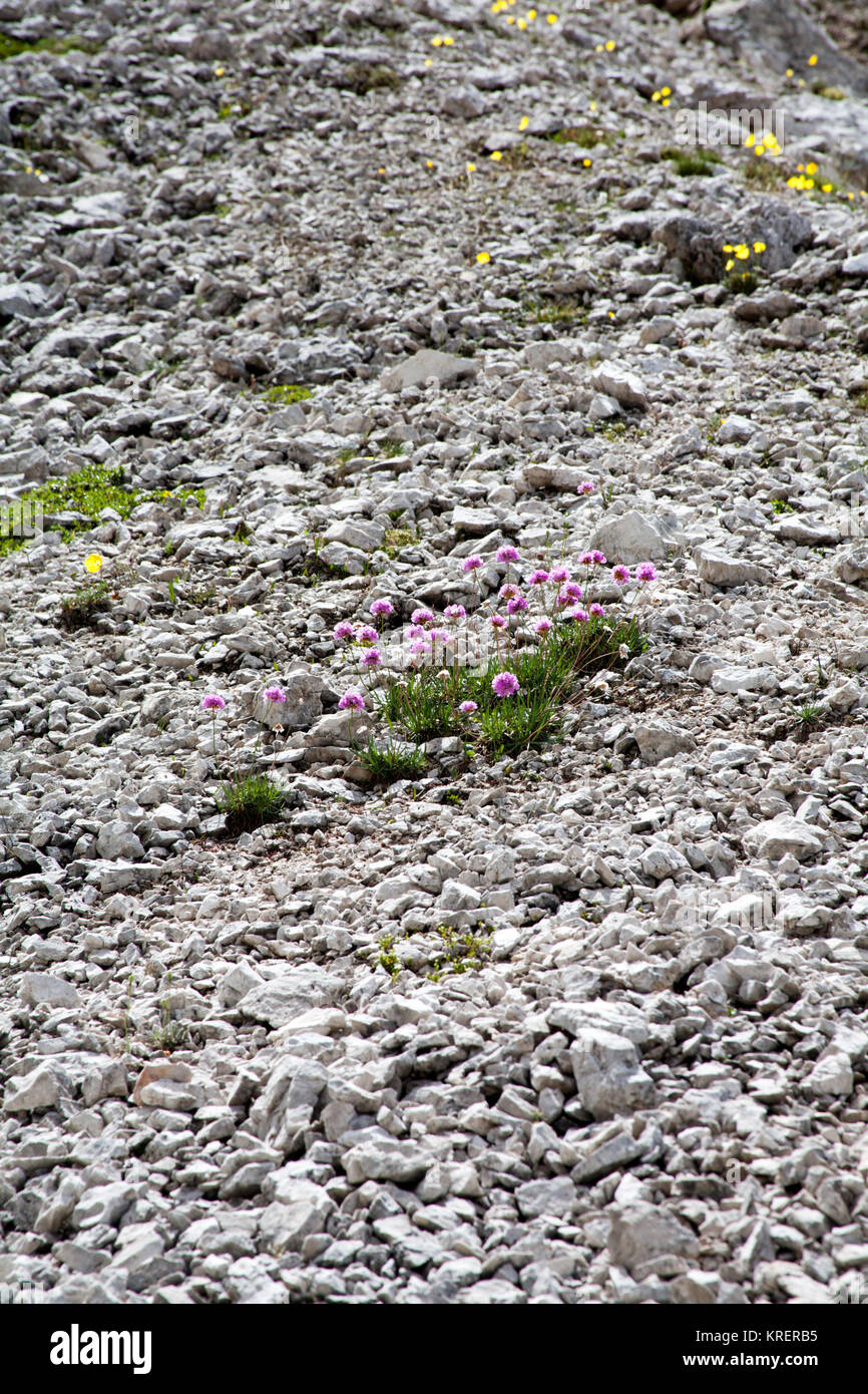 Alpine habitats hi-res stock photography and images - Alamy