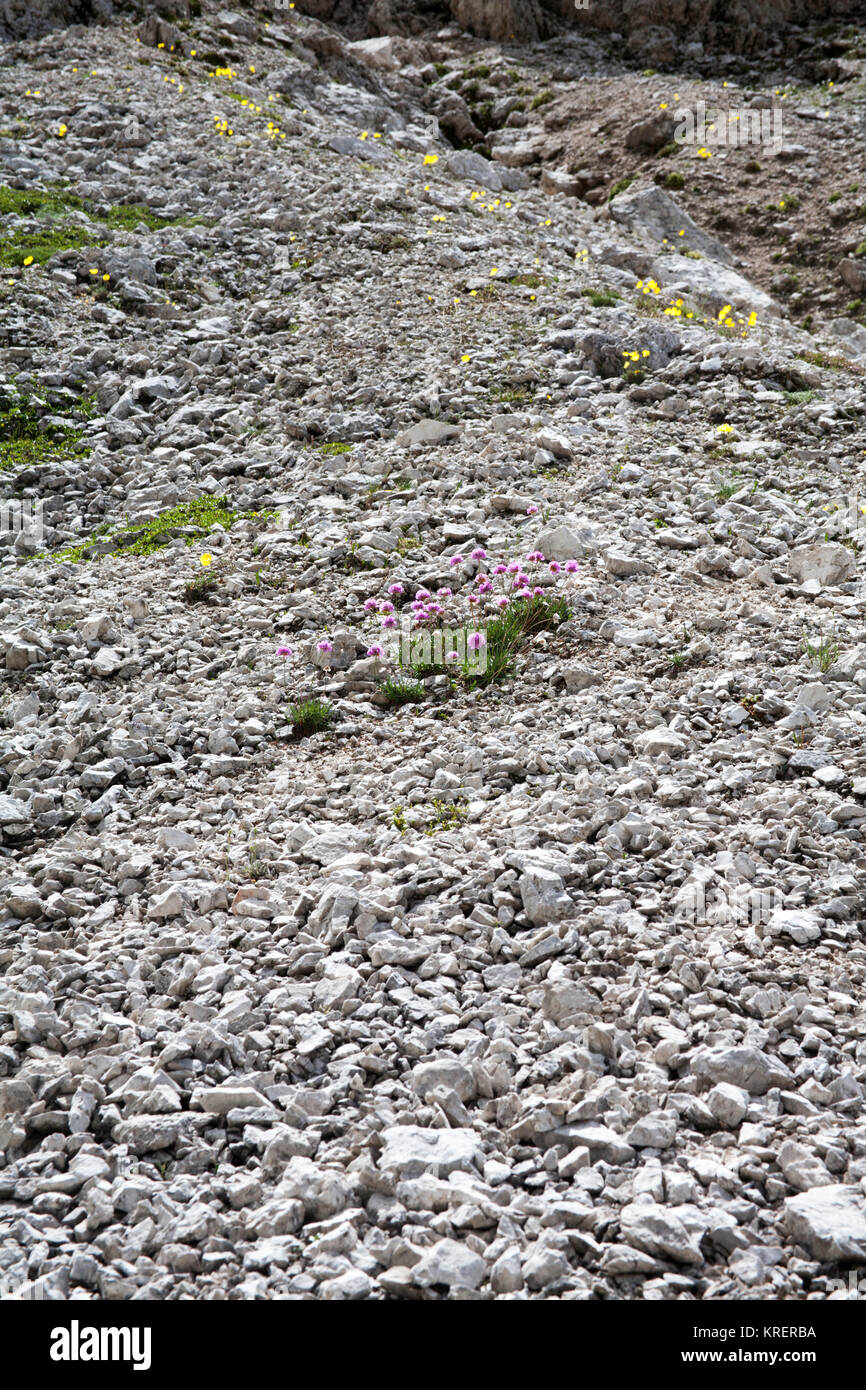 Alpine Thrift flowers growing on limestone scree toward the head of the ...