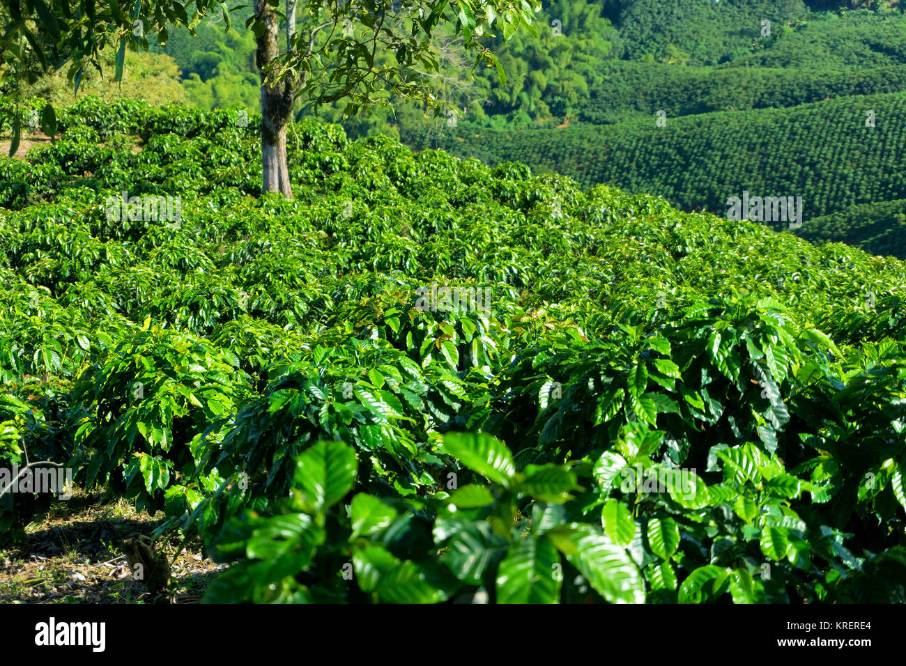 Colombian coffee plantations hi-res stock photography and images - Alamy