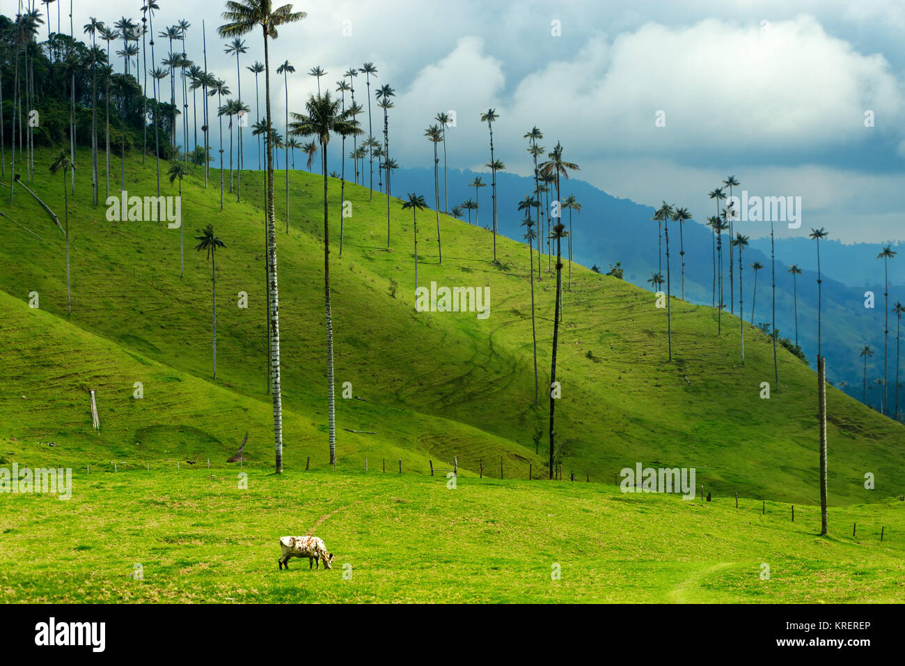 Cow Grazing Amongst Wax Palm Trees Stock Photo - Alamy
