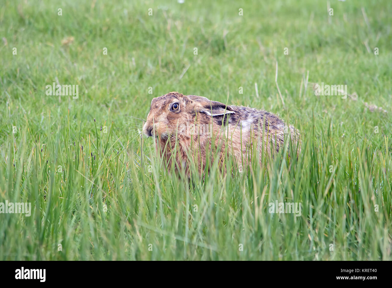 Brown Hare in long grass from Elmley nature reserve Stock Photo - Alamy