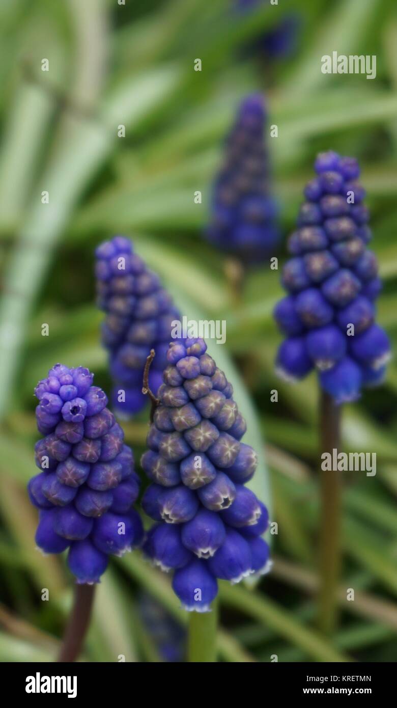 Grasses bed hi-res stock photography and images - Alamy
