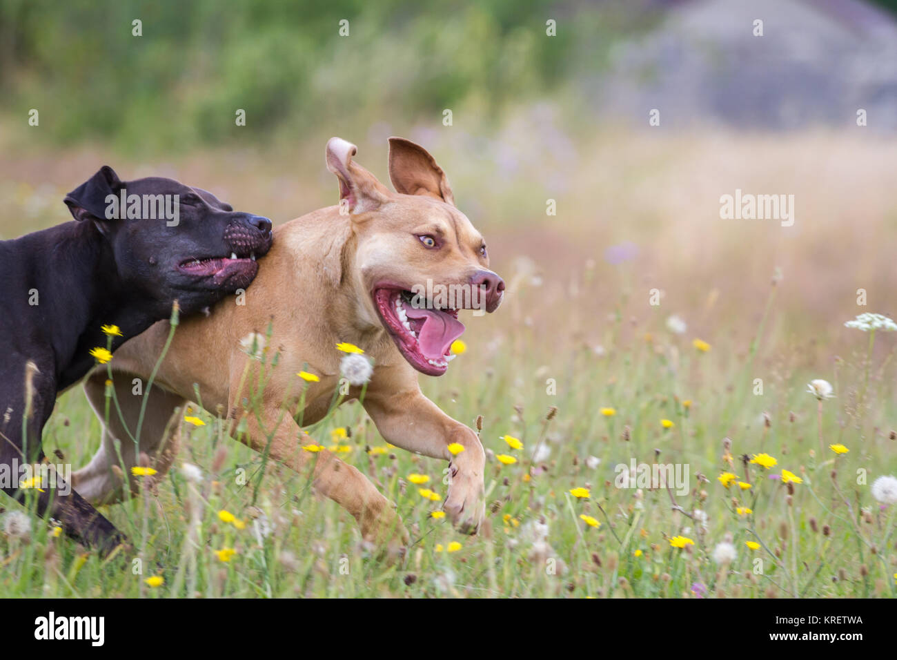 Black American Pit Bull Terrier and red Working Pit Bulldog playing on ...
