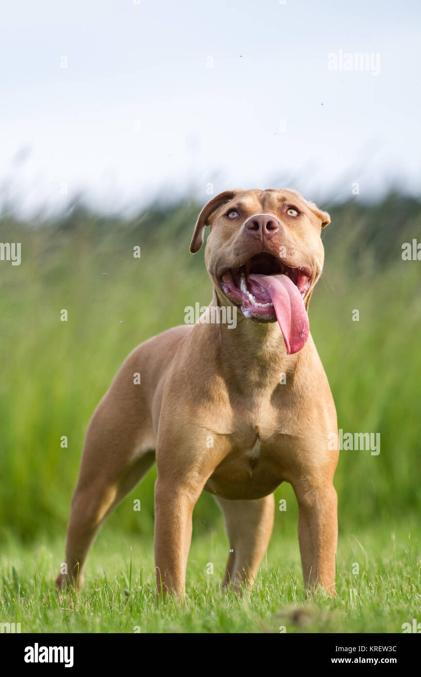 Working Pit Bulldog young female dog Stock Photo - Alamy