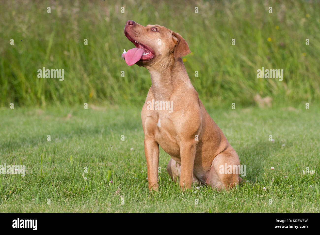 Working Pit Bulldog young female dog Stock Photo - Alamy
