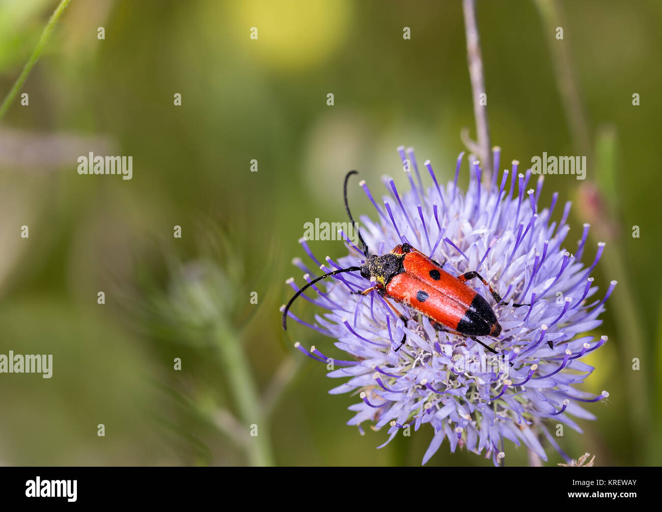 Beetle photographed in their natural environment Stock Photo - Alamy