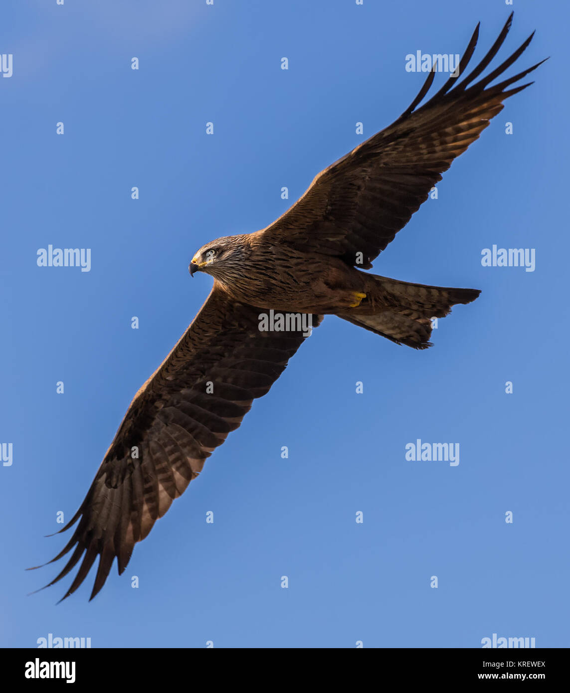 Milvus migrans volando hi-res stock photography and images - Alamy