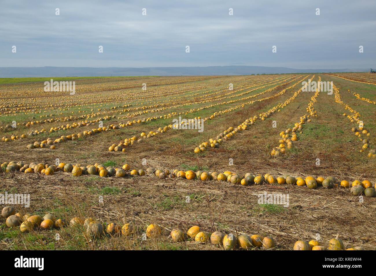 Pumpkin field view Stock Photo - Alamy