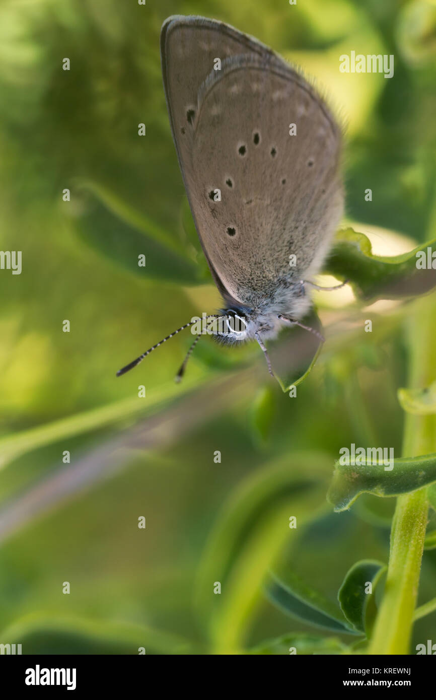 Butterfly in their natural environment Stock Photo - Alamy