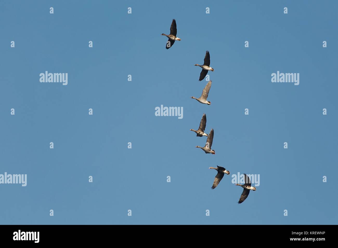 Geese Flying Up Stock Photo - Alamy