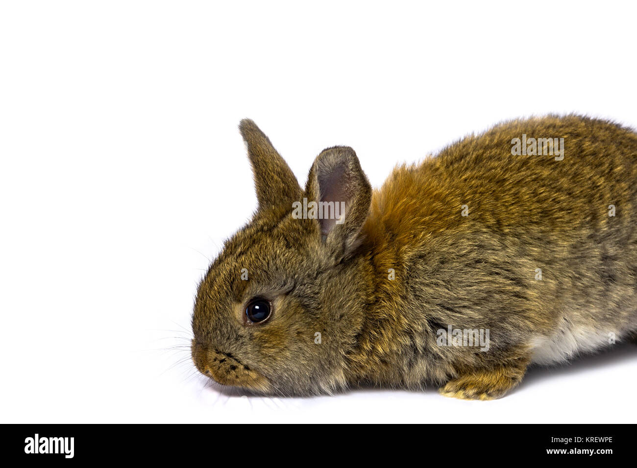 Small rabbit. Isolated on white background Stock Photo - Alamy