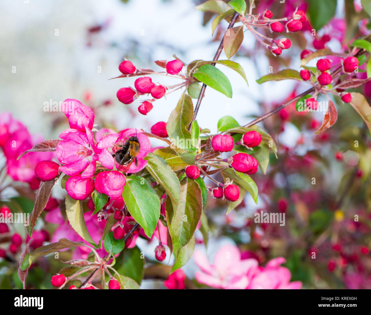 Flowering apple tree with pink blossoms Stock Photo - Alamy