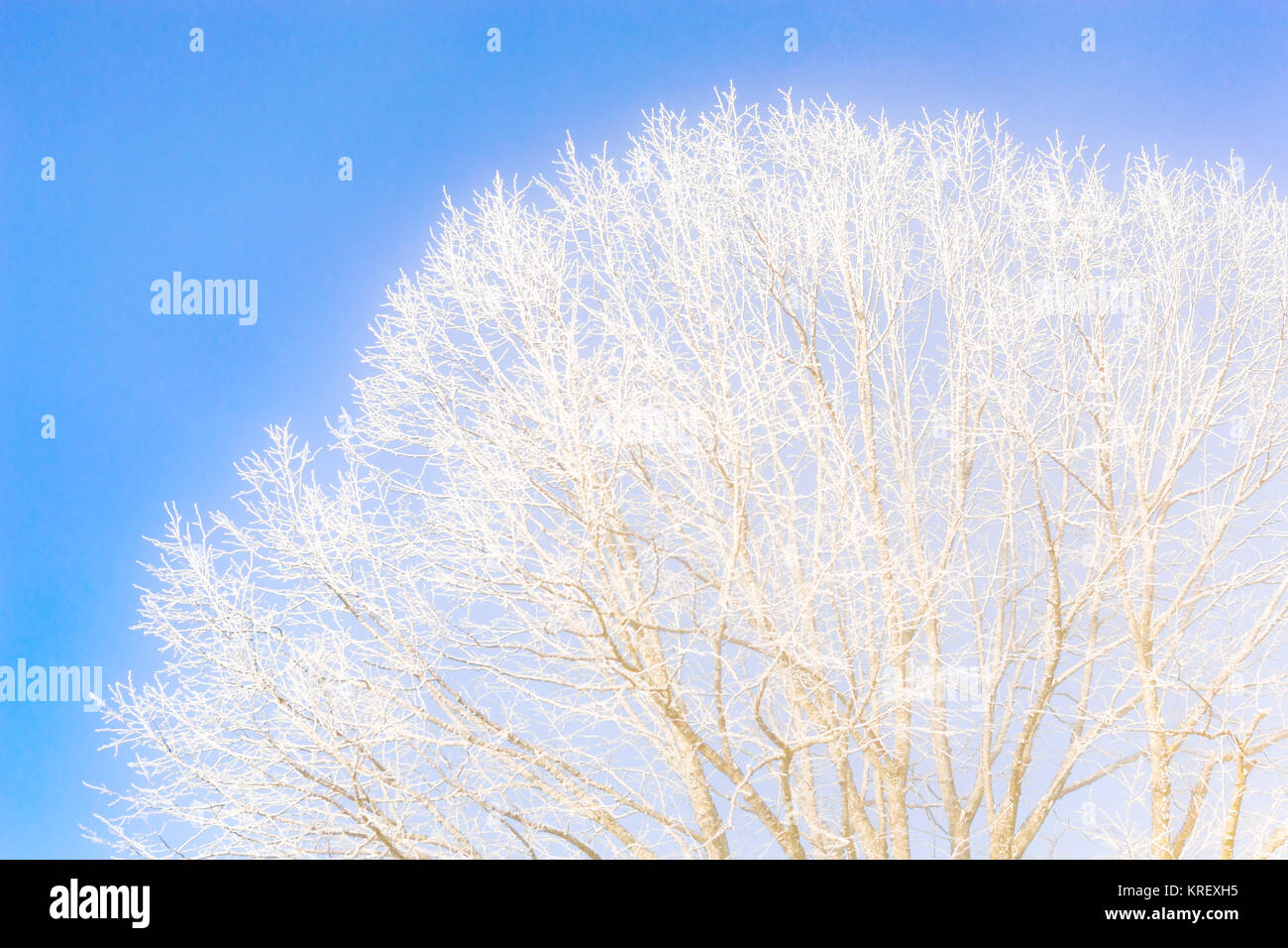 Frozen tree branches against the clear blue sky Stock Photo - Alamy