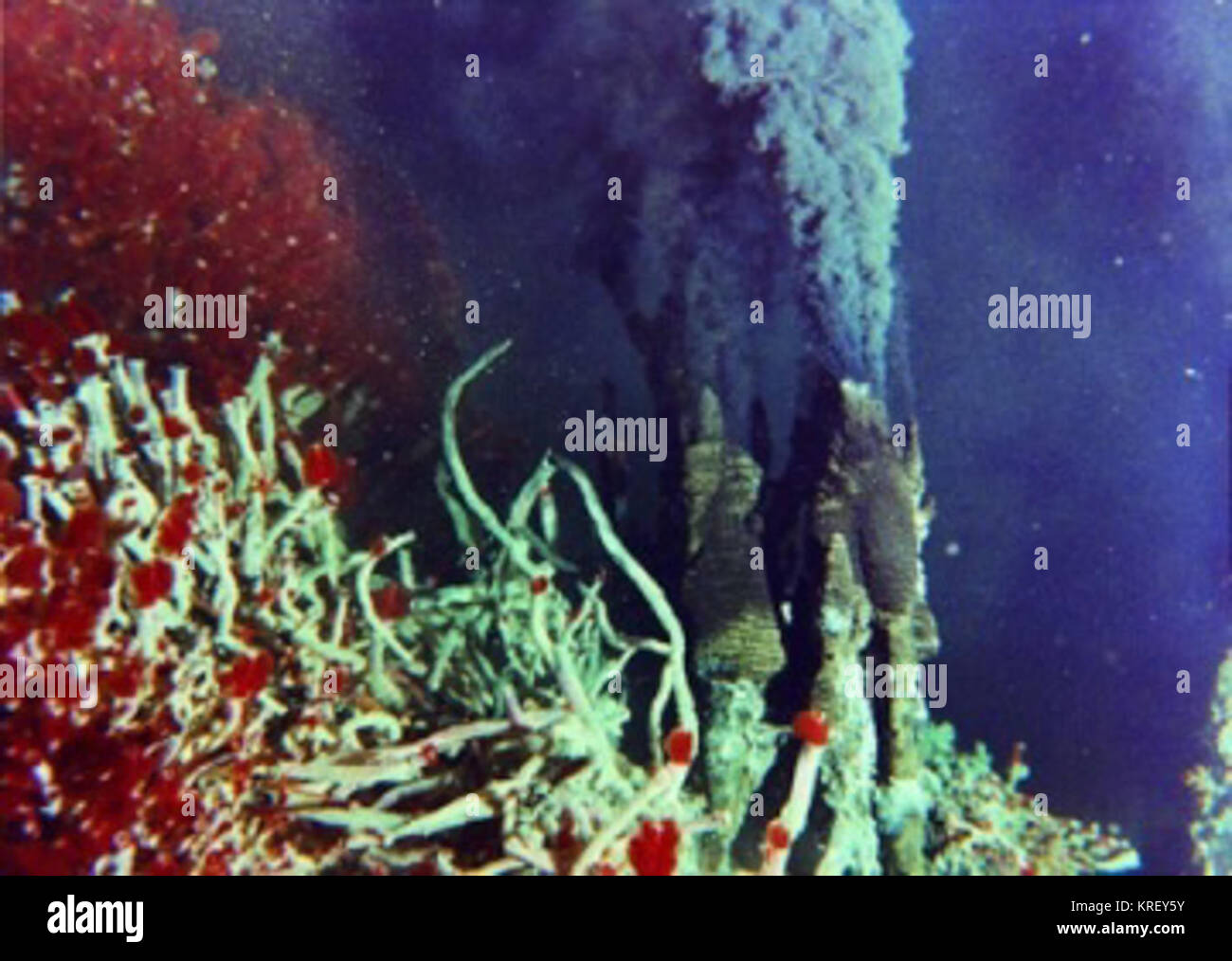 Hydrothermal Vents Tubeworms