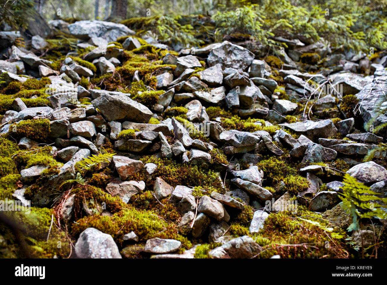 green moss on the rock, ideal for background and texture effect Stock ...