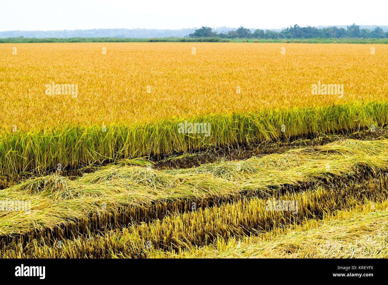 Field rice harvest began Stock Photo - Alamy
