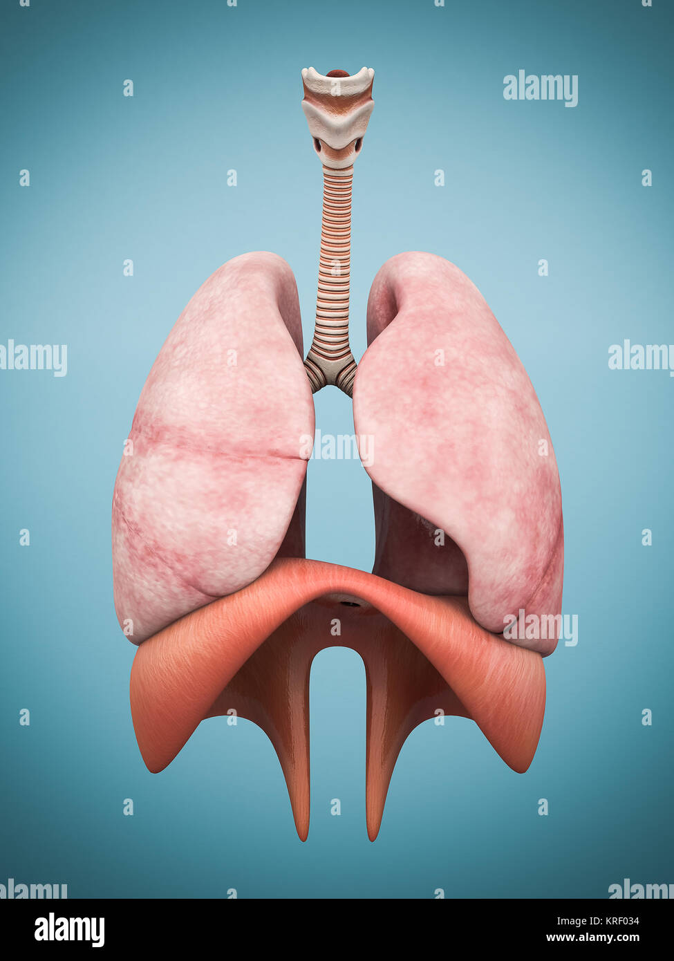 model of the lungs isolated on blue background Stock Photo - Alamy
