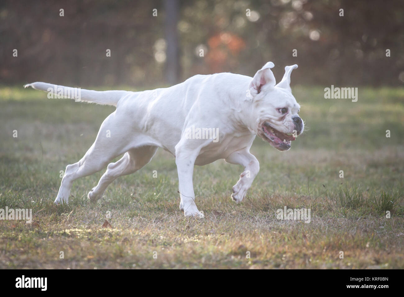 White German Boxer female on a cold winter morning Stock Photo - Alamy