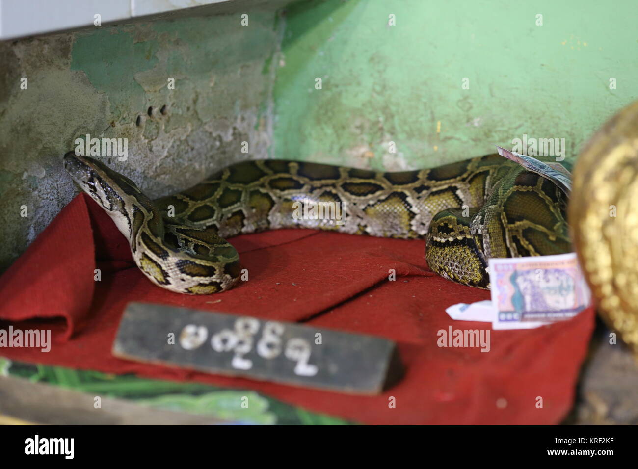 Monk snake hi-res stock photography and images - Alamy