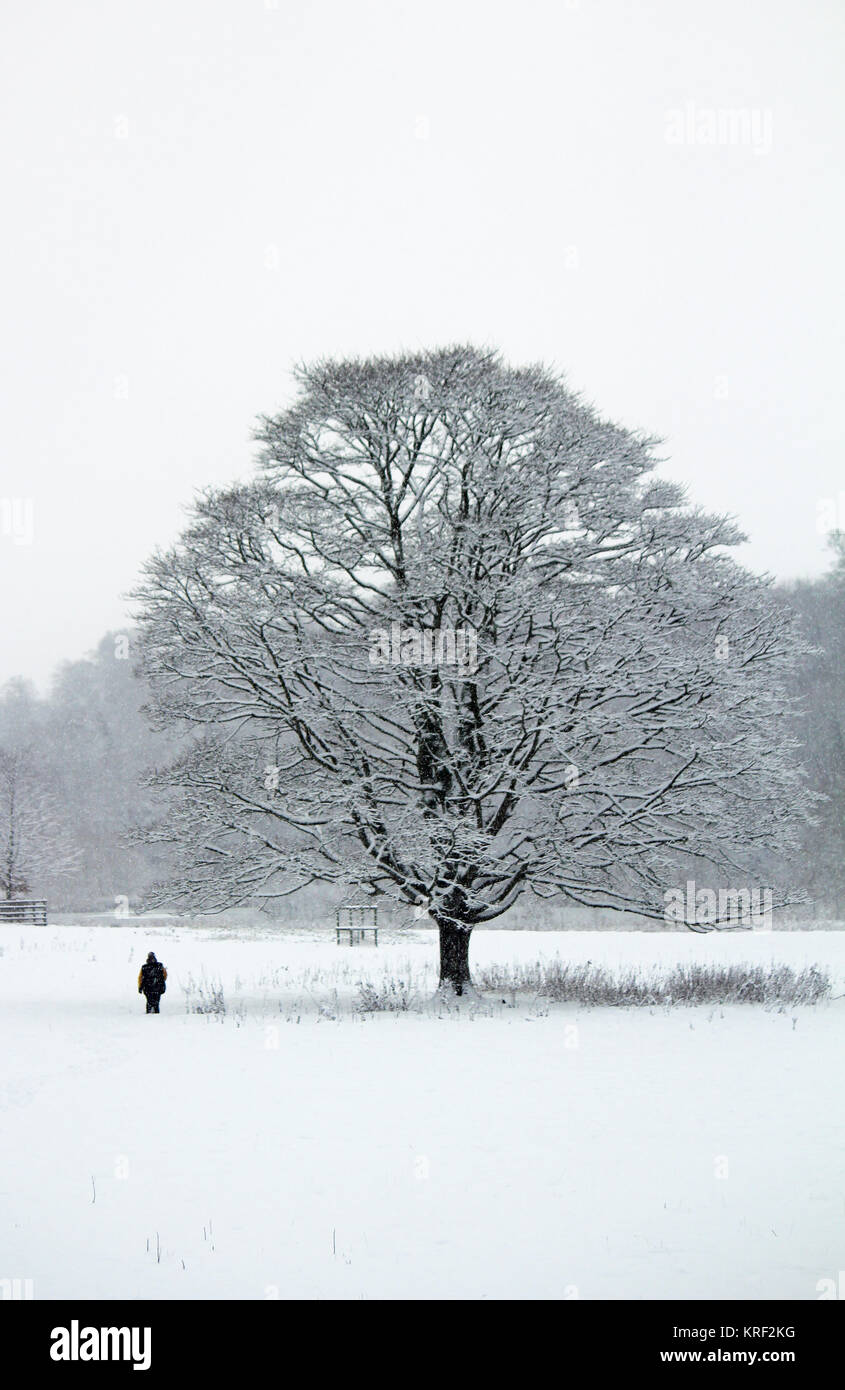 Tree and lone figure in snow Stock Photo - Alamy