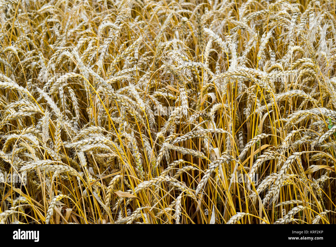 field of wheat Stock Photo - Alamy