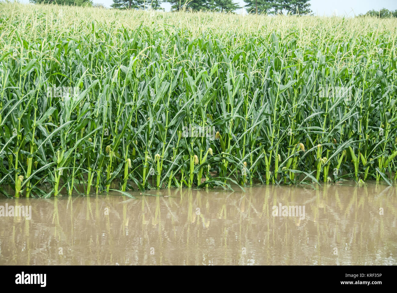 Flooded Corn Field Stock Photo - Alamy
