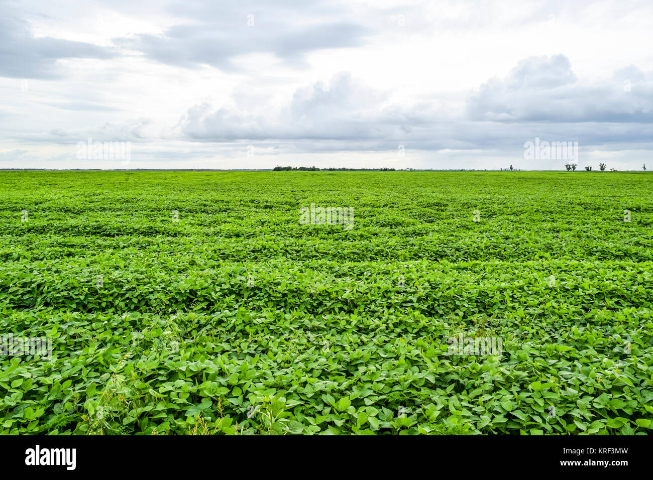 Soya hill hi-res stock photography and images - Alamy
