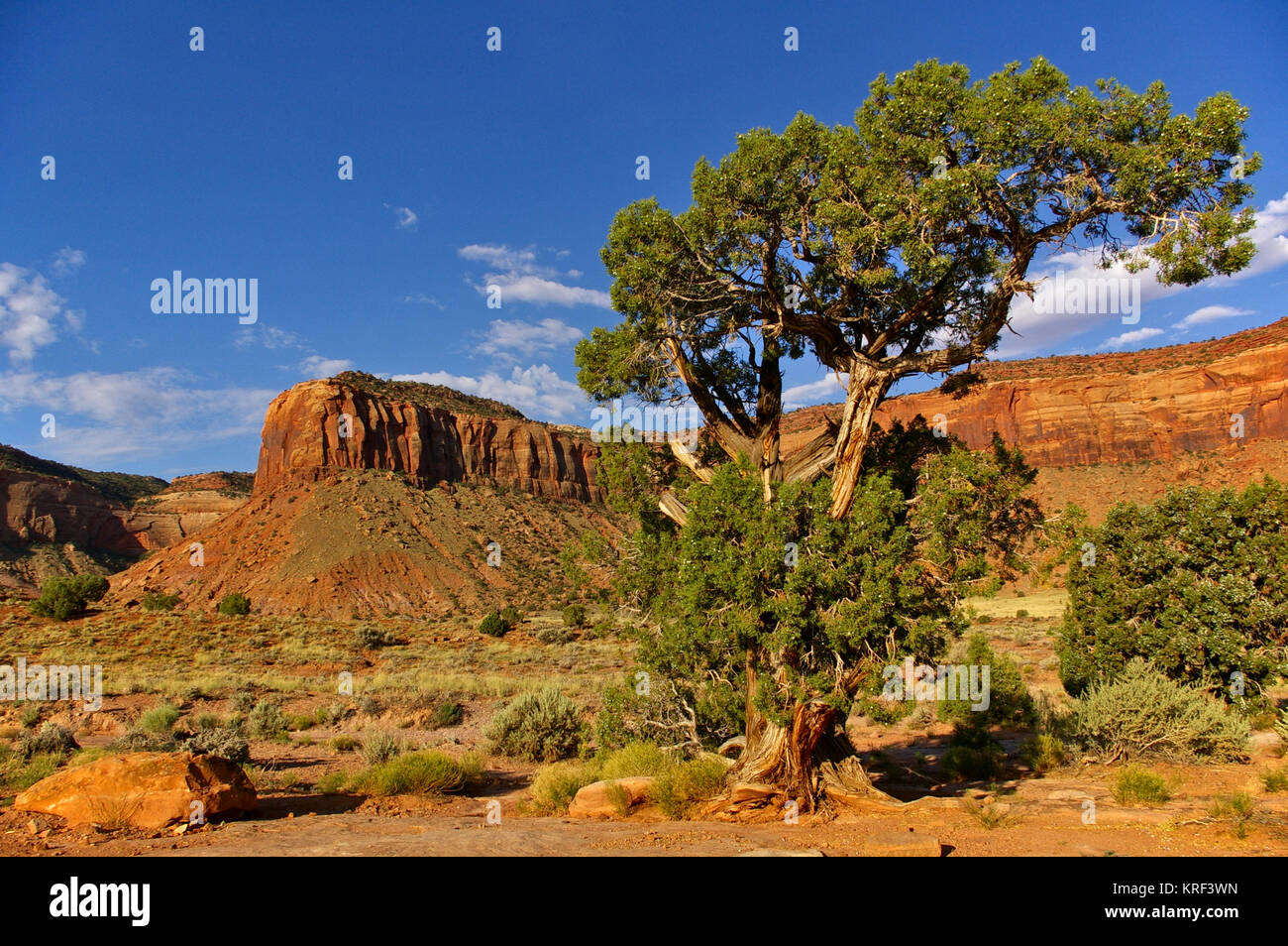 Desert tree with large red mesa in the background Stock Photo - Alamy