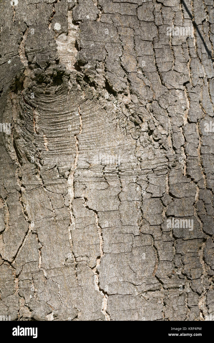 Acer pseudoplatanus sycamore maple bark hi-res stock photography and ...
