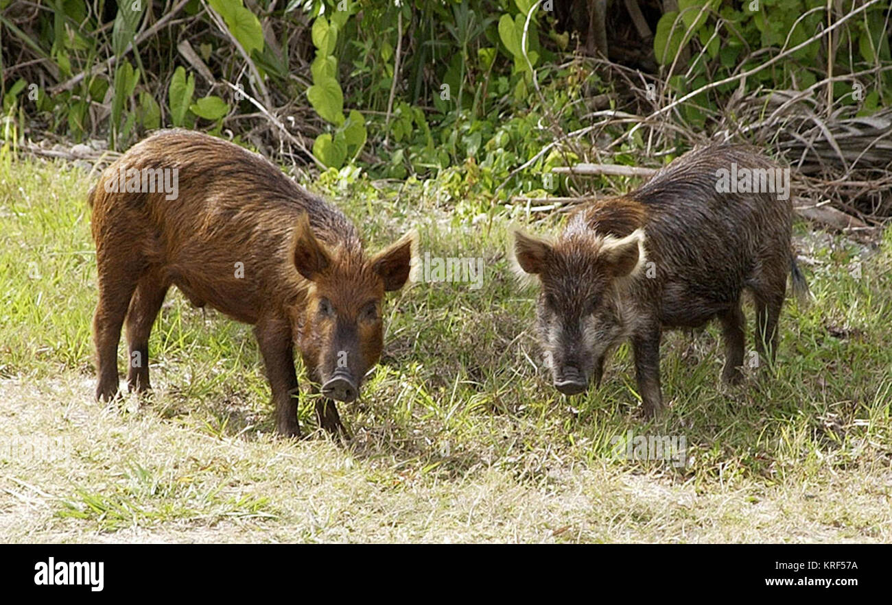 Florida wild pig hi-res stock photography and images - Alamy