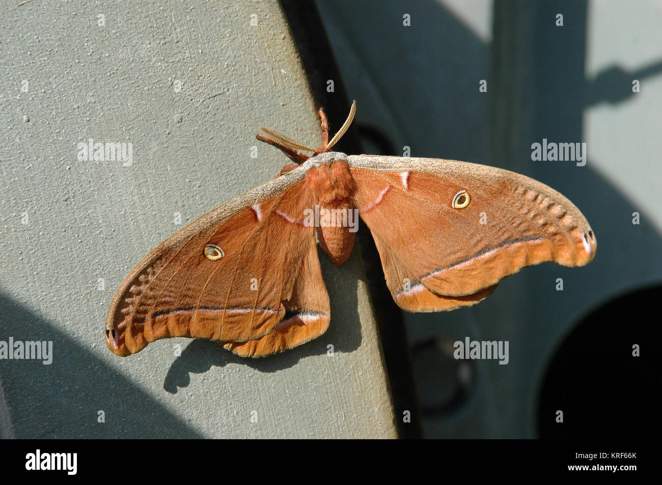 An unknown Moth at Launch Pad 17-B, Cape Canaveral Air Force Station ...
