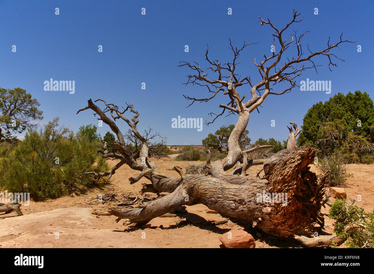 Fallen Tree In Desert High Resolution Stock Photography and Images - Alamy