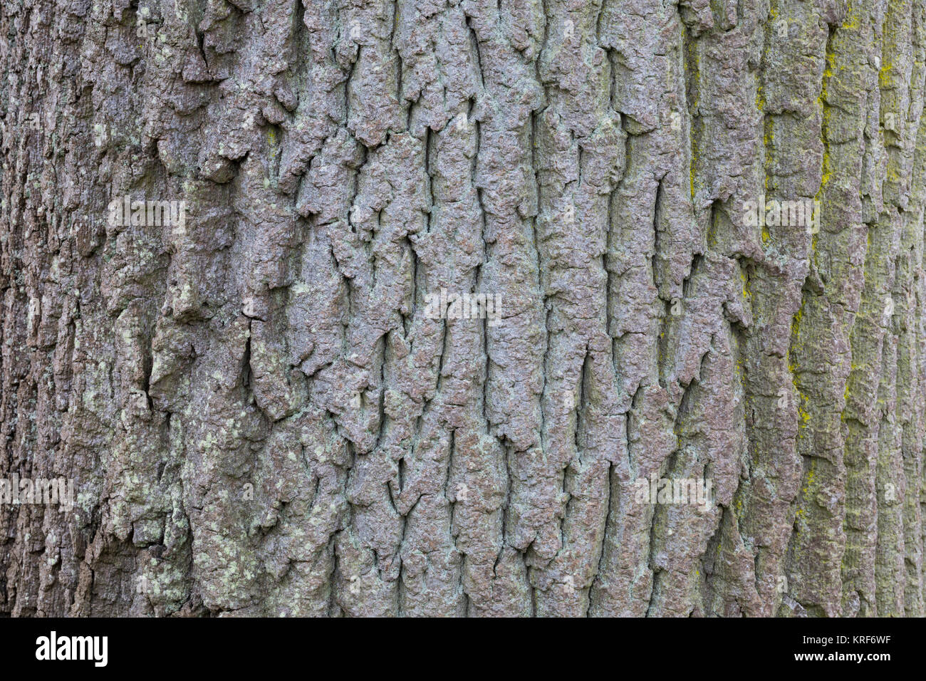 Gemeine Esche, Gewöhnliche Esche, Esche, Rinde, Borke, Stamm, Baumstamm ...