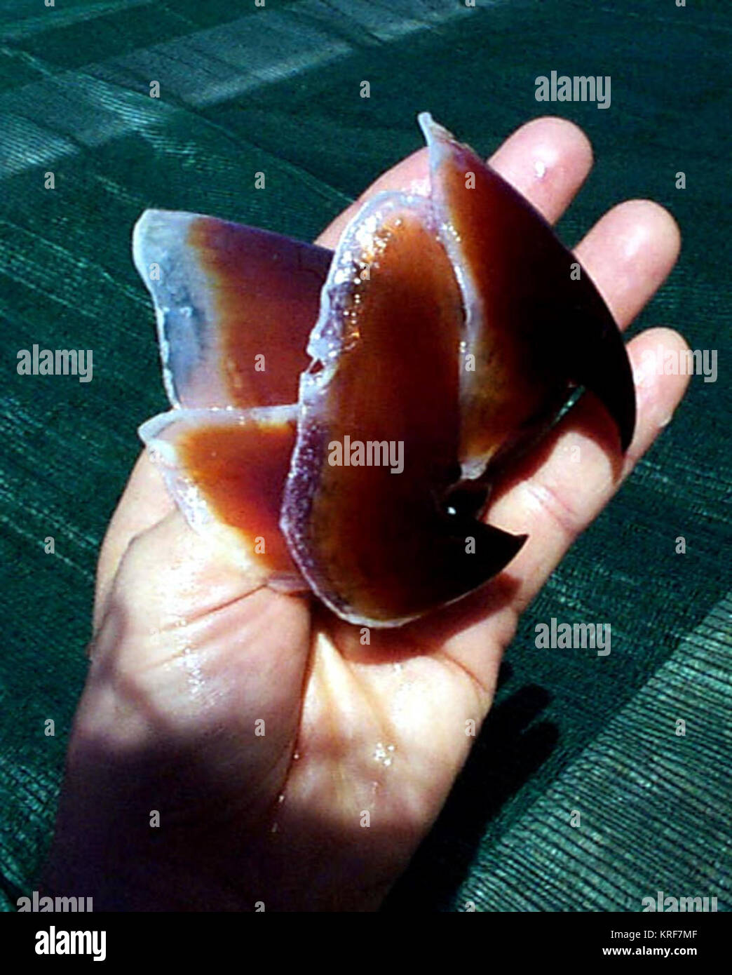 Giant squid beak with hand Stock Photo - Alamy