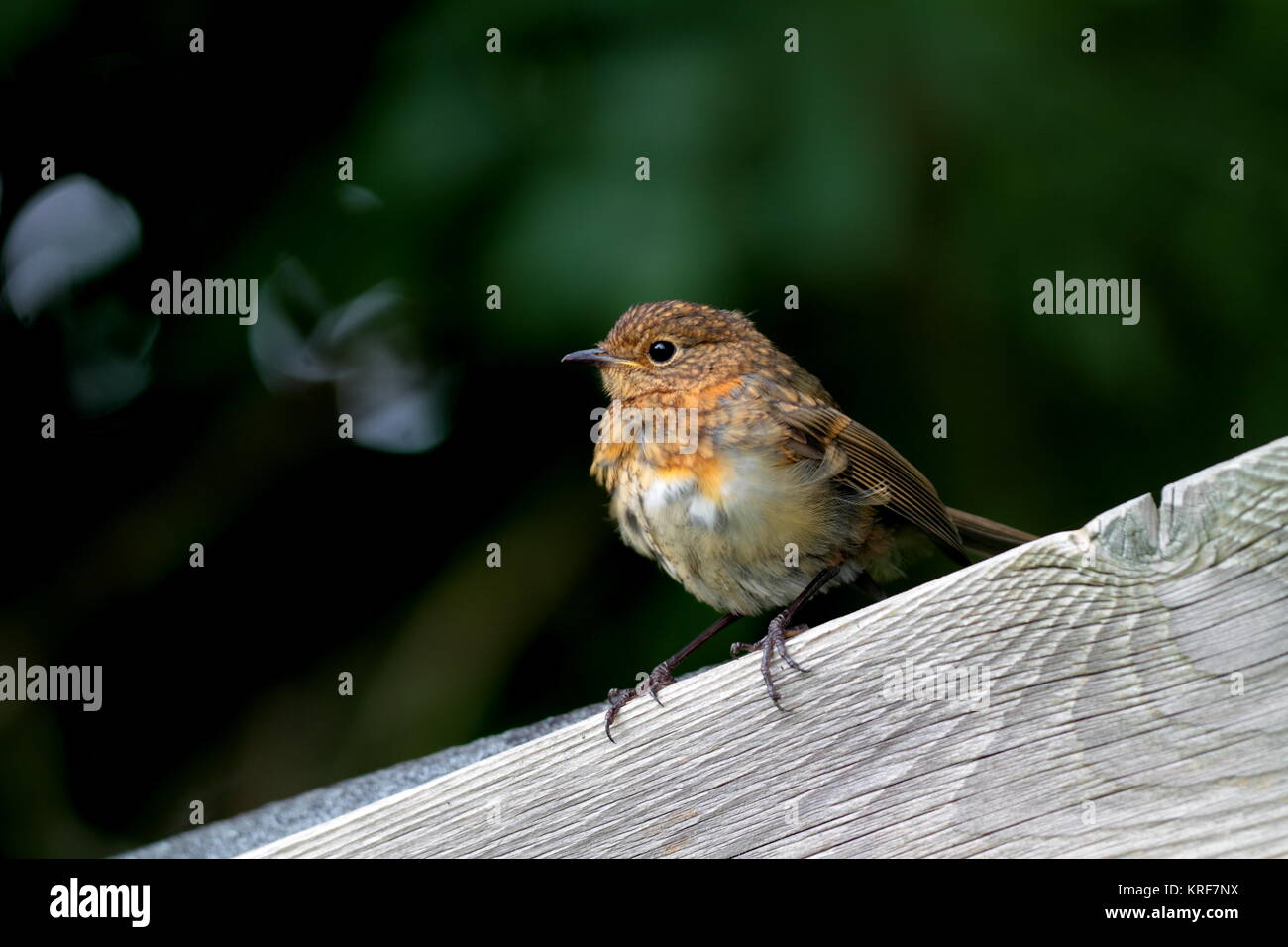Fledged robin hi-res stock photography and images - Alamy