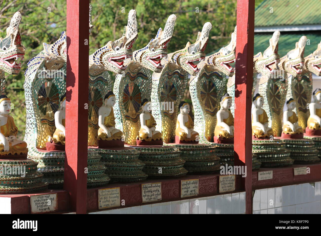 Temple snake hi-res stock photography and images - Alamy