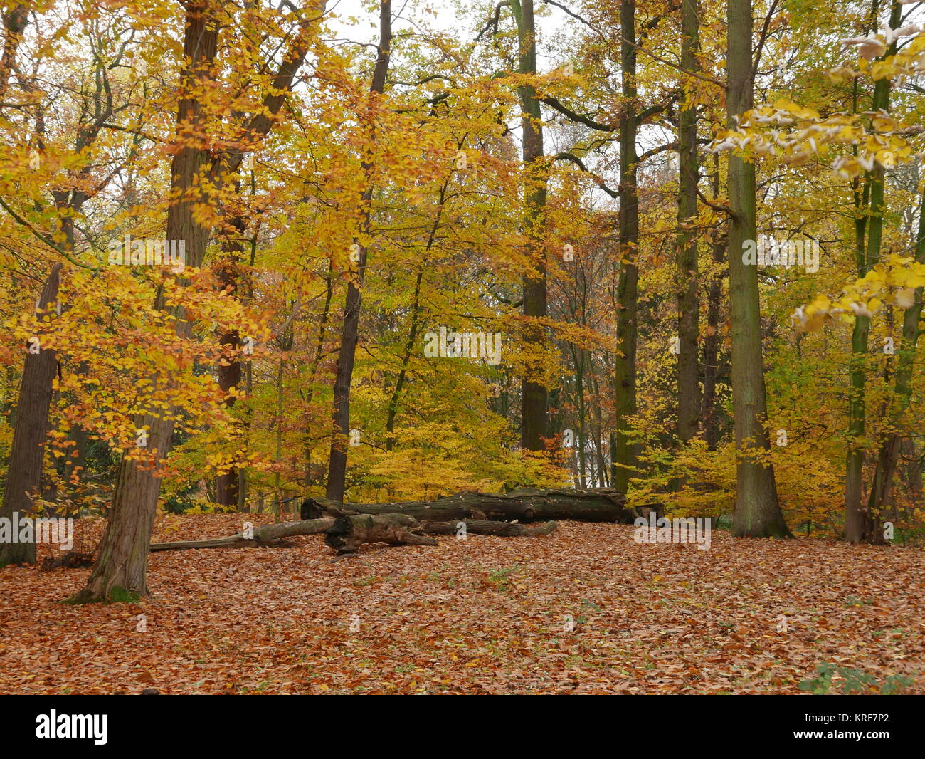 Autumn in a park in Antwerp, Belgium Stock Photo - Alamy