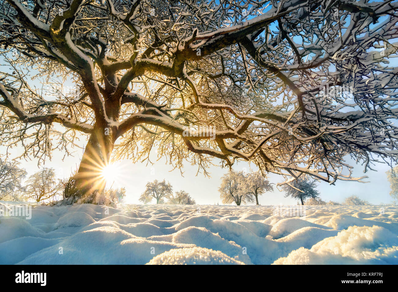 Winter rural landscape with the sun shining behind a beautiful snow ...