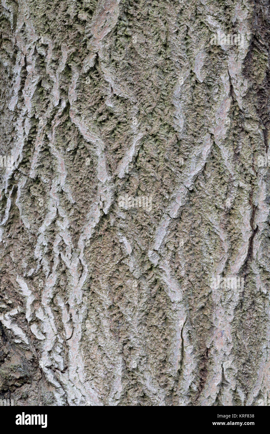 Sal-Weide, Salweide, Rinde, Borke, Stamm, Baumstamm, Weide, Salix ...