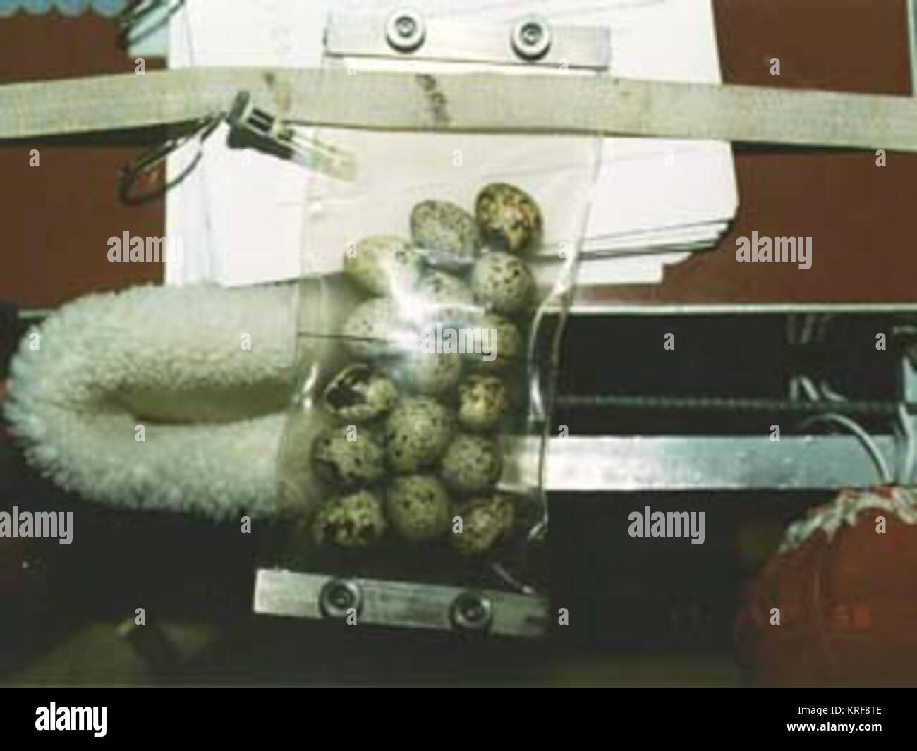 Integrated Quail Experiments on Mir Stock Photo - Alamy