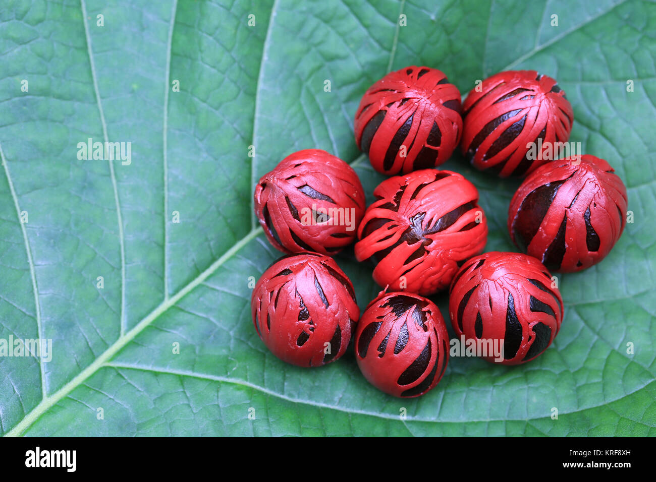 Ripe nutmegs on tropical leaf Stock Photo - Alamy