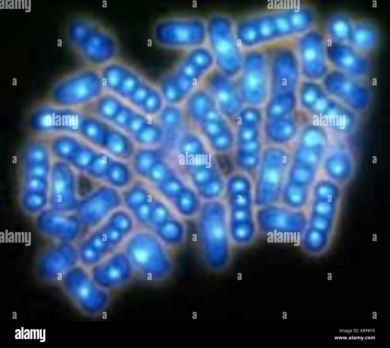 Hefezellen hi-res stock photography and images - Alamy