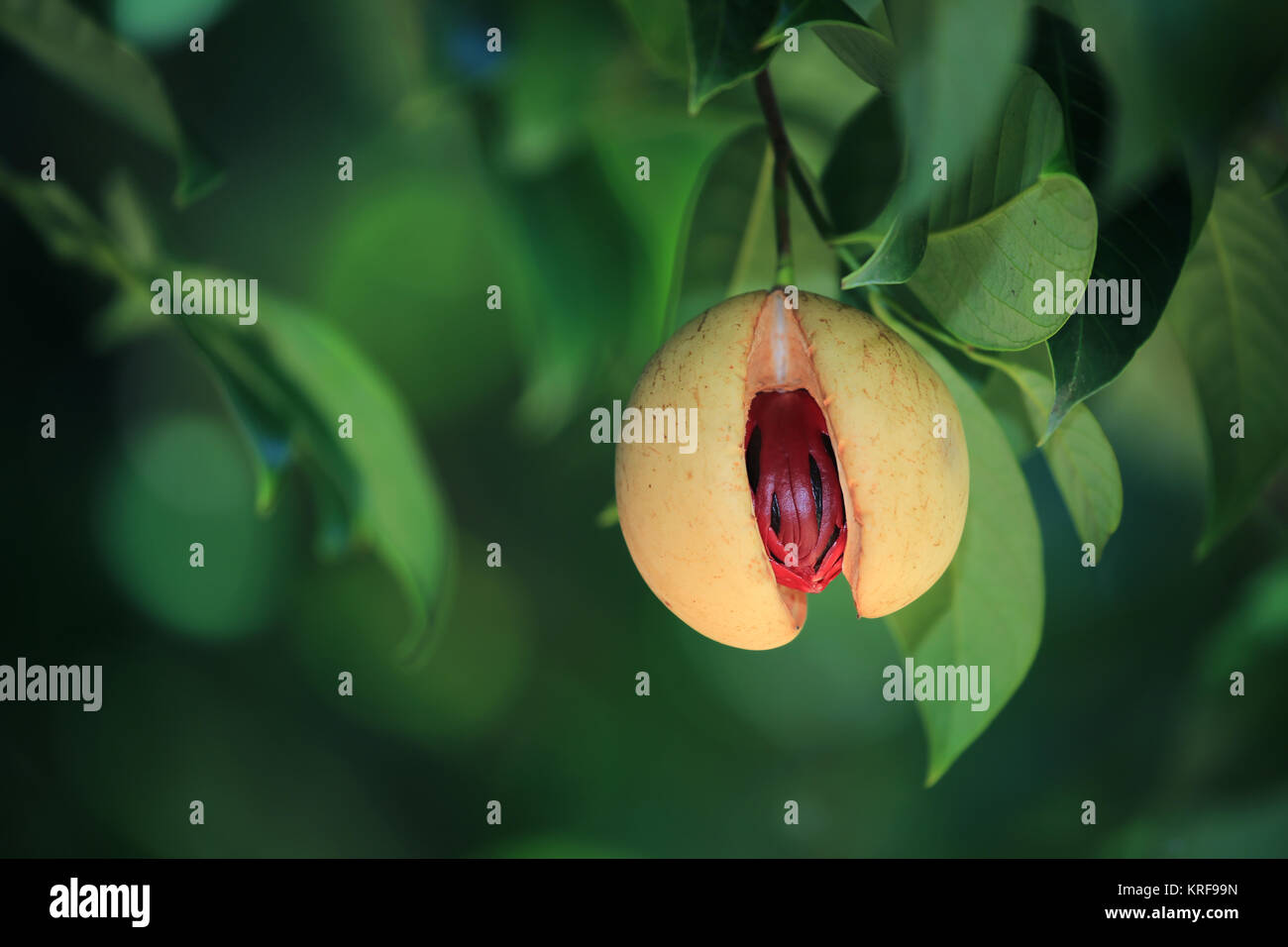 Nutmeg tree fruit hi-res stock photography and images - Alamy